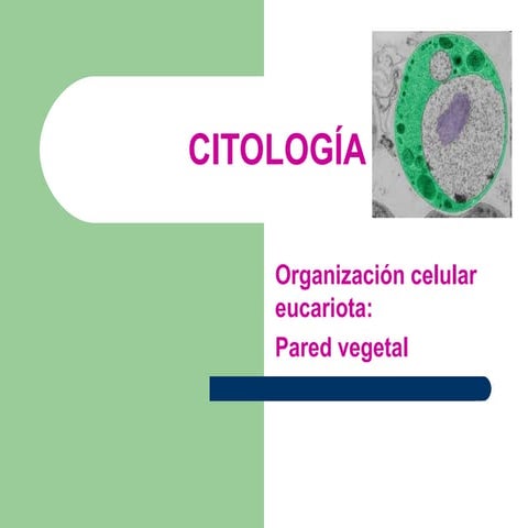 La pared vegetal | PPT