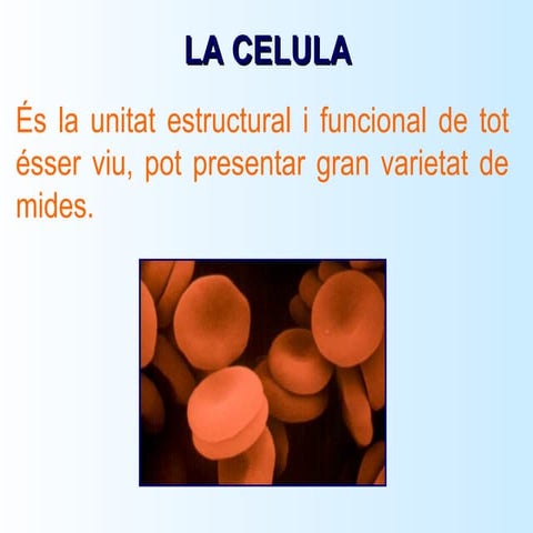 sa-cn-1730926898-lamina-de-una-celula-vegetal-y-animal_ver_3 (1).pdf