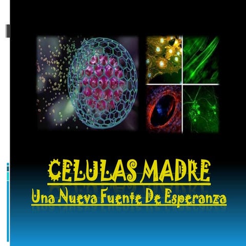 Celulas madre | PPTX