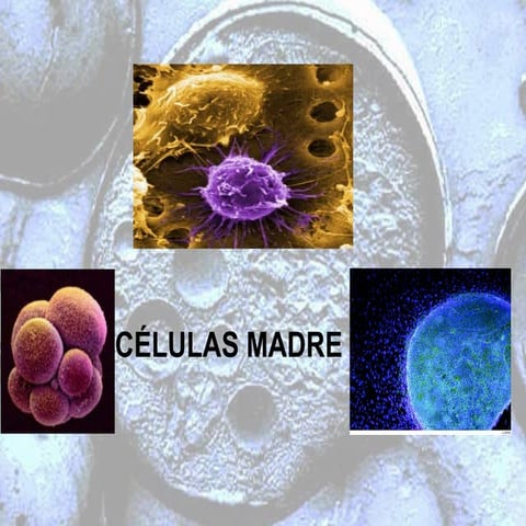 Células Madre [Stem Cells] | PPTX
