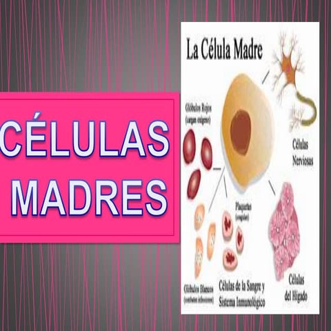 Celulas madres | PPTX