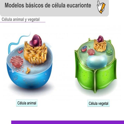 Modelo De Celula Vegetal Real
