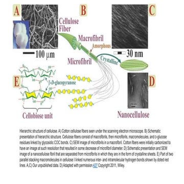 Cellulose and it's properties | PPTX