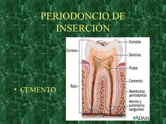 Cemento Radicular | PPT
