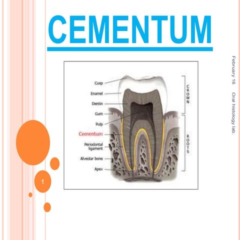 Cementum 140228101323-phpapp02 | PPTX