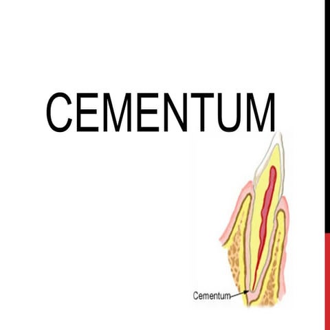 Cementum | PPT
