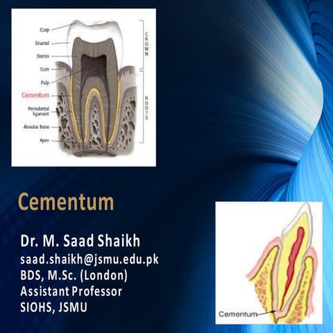 Cementum | PDF