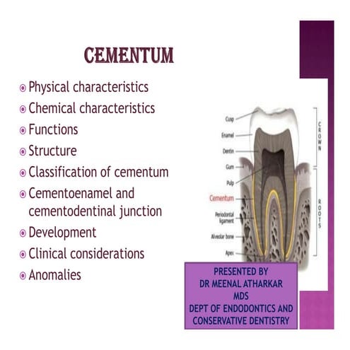 Cementum | PDF