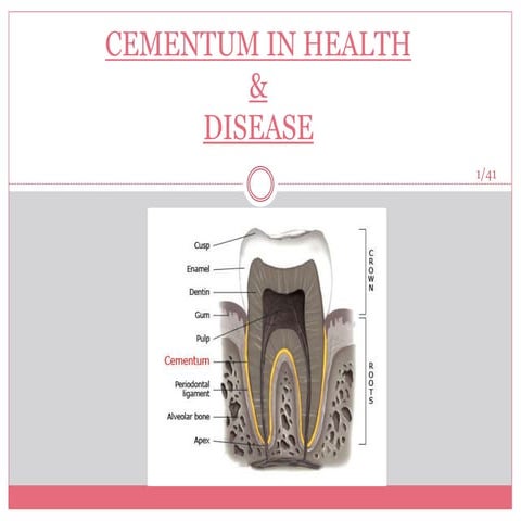 Calculation of clinical attachment level (cal), Prof Dr: Alaa Moustafa ...