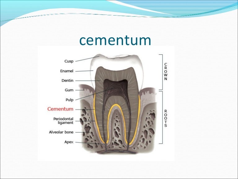 Cementum seminar