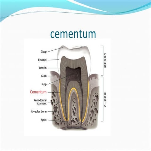 Cementum seminar | PPT