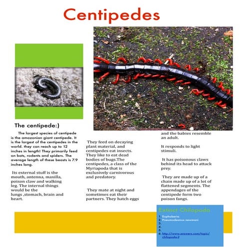 Centipede Project | PDF