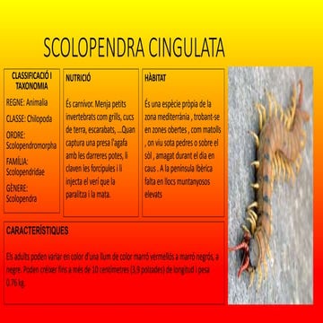 SCOLOPENDRA CINGULATA | PPTX