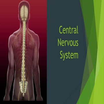 Chapter 12: The Nervous System | PDF
