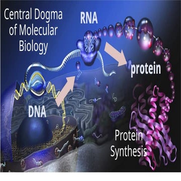 Central-Dogma-of-Molecular-Biology_051847.pptx