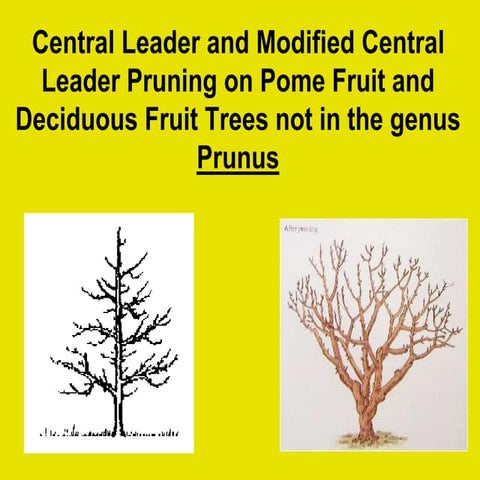 Central leader-modified-central-leader-pruning-presentation | PDF