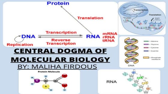 The central dogma | PPTX