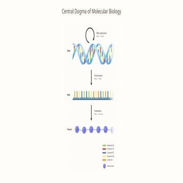 Central Dogma and Protein Synthesis | PPT
