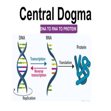 The Central Dogma Protein Synthesis.pptx