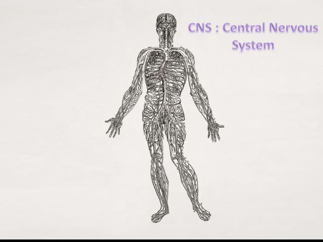 Peripheral Nervous System (PNS) | PPTX