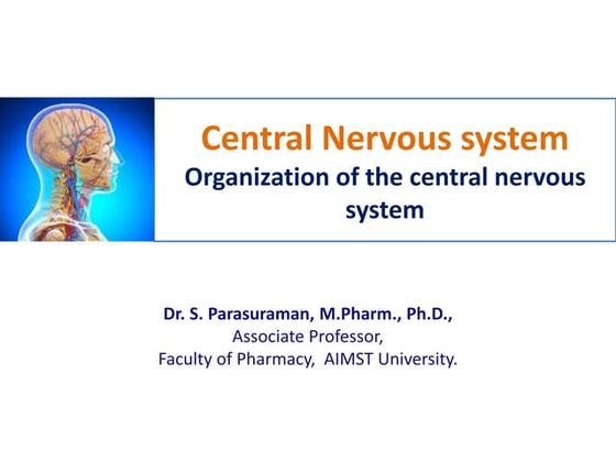 Peripheral Nervous System (PNS) | PPT