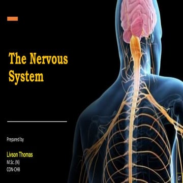 Overview of the Nervous System.pptx