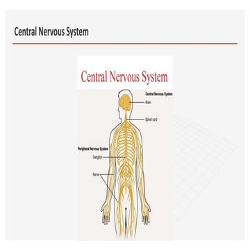 Central Nervous System.pptx