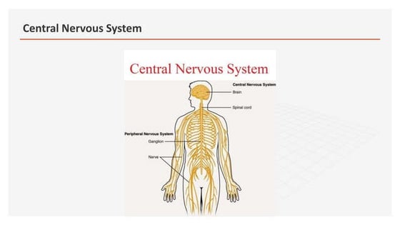 Nervous System Lesson for Grade 6 in Science | PPTX