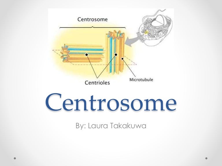 Centrosome