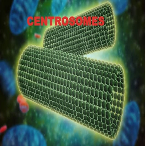 Centrosome Structure Chemical Composition And Functions Pptx
