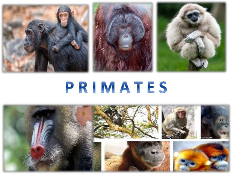 different primates all over the world