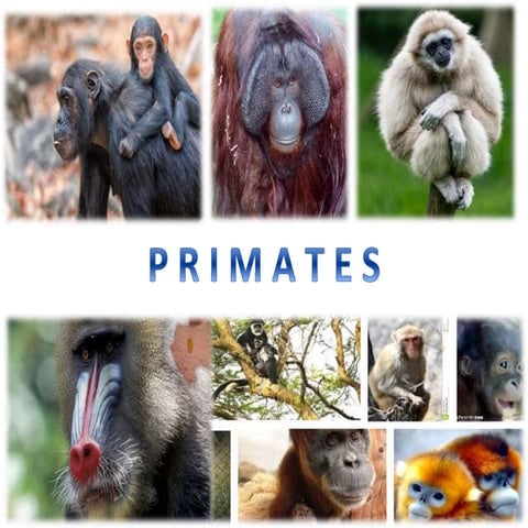 different primates all over the world | PPTX