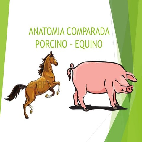 Miologia de cuelllo de equino | PPTX