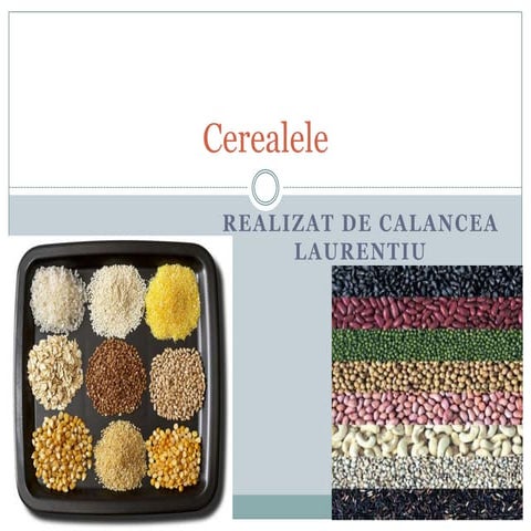 Cerealele, varietatile lor si aportul lor in R.M | PPTX