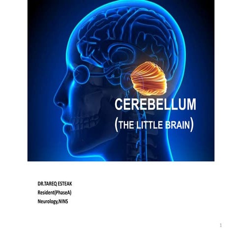 Cerebellum | PPT