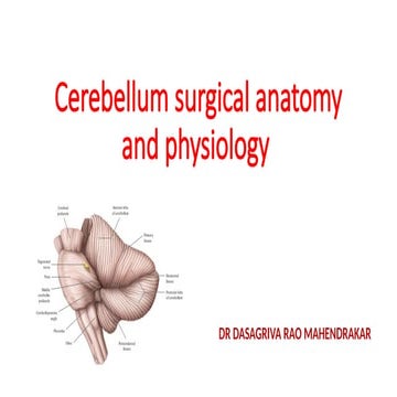 cerebellar anatomy and physiology mictrosurgical anatomy and approches ...
