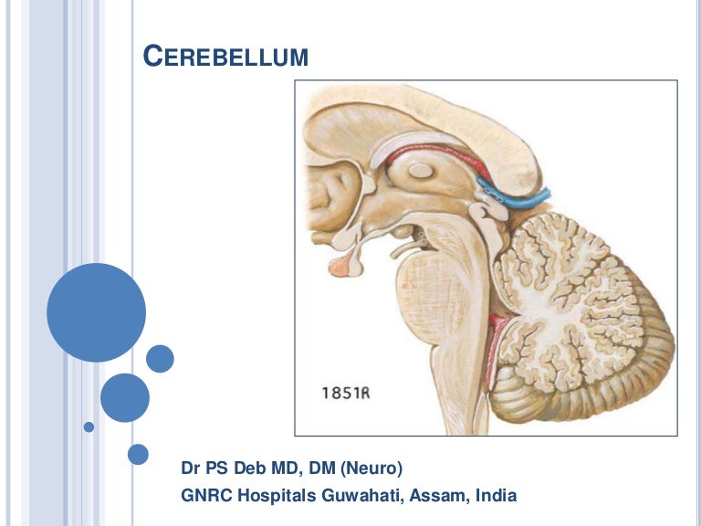 Pictures Of Cerebellum