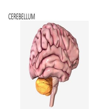 Cerebellum nervous system anatomy .pptx