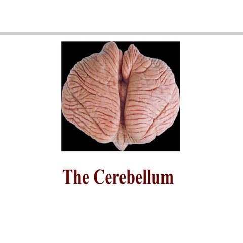 Cerebellum Anatomy summarized powerpoint.pptx