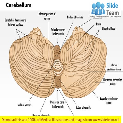 Cerebellum medical images for power point | PDF