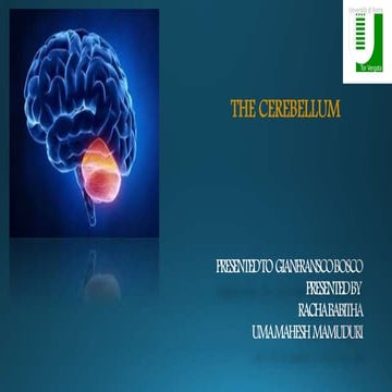 Cerebellum physiology ppt | PPT