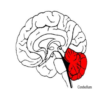 Cerebellum: Anatomy, Connections, Functions, and Clinical Correlates ...