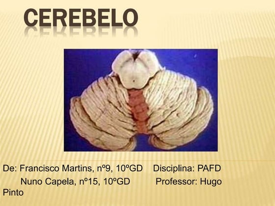 Medresumos 2016 Neuroanatomia 09 Estrutura E Funções Do Cerebelo Pdf