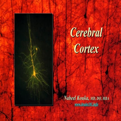 Cerebral cortex | PPS
