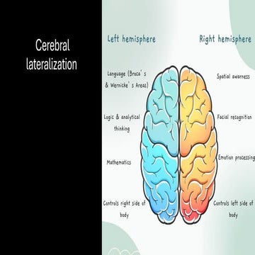 Cerebral lateralization biopsychology.pptx