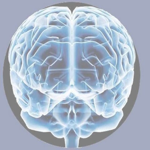 Un ABC del cerebro | PDF