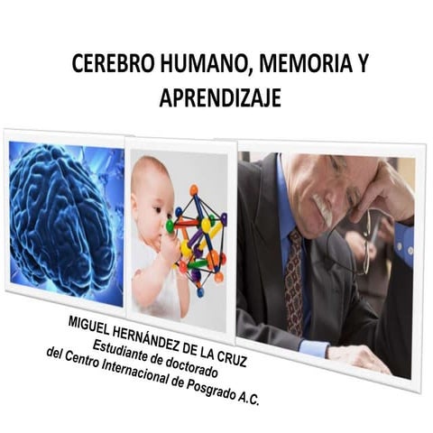 Cerebro Humano Aprendizaje Y Memoria Pptx