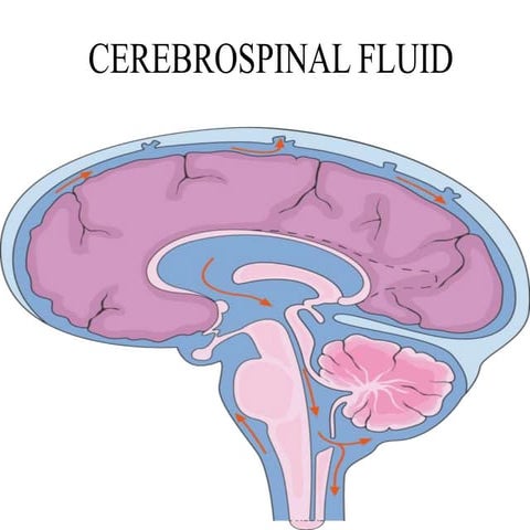 Cerebrospinal fluid | PPTX