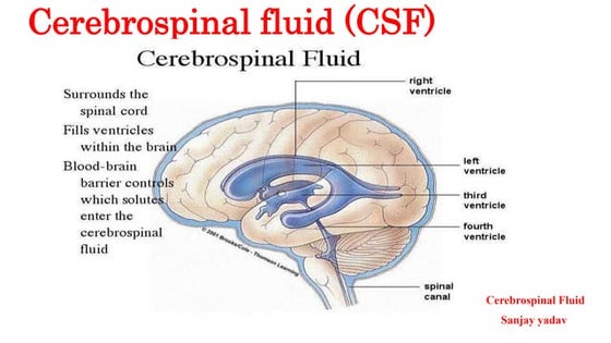 Collection, transport and processing of clinical specimens: CSF | PPTX
