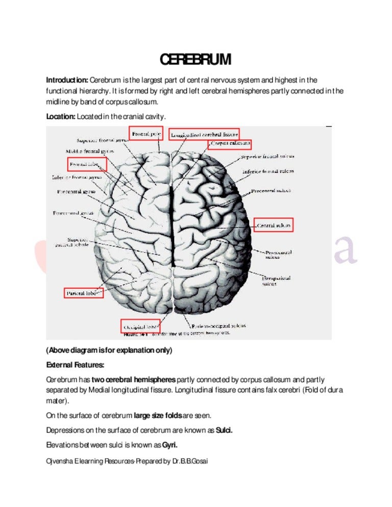 Cerebrum